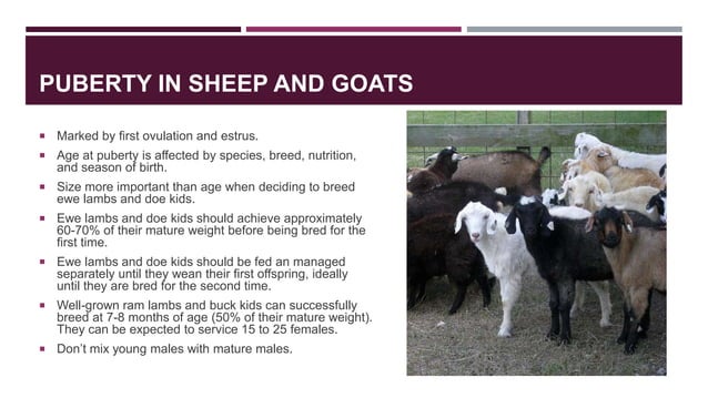 Small ruminant reproduction and opportunities to enhance reproductive ...