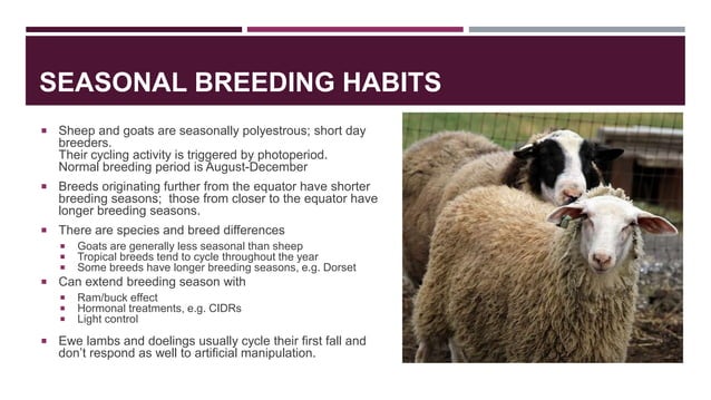 Small ruminant reproduction and opportunities to enhance reproductive ...