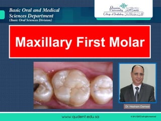 Max. first molar 2020 | PPTX