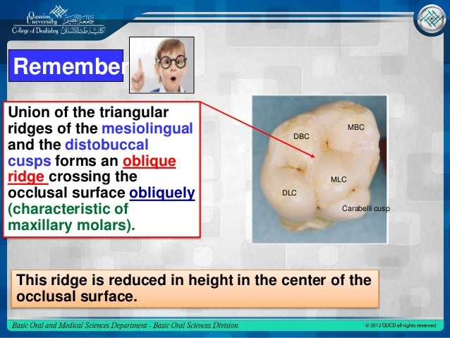 Max. first molar 2020