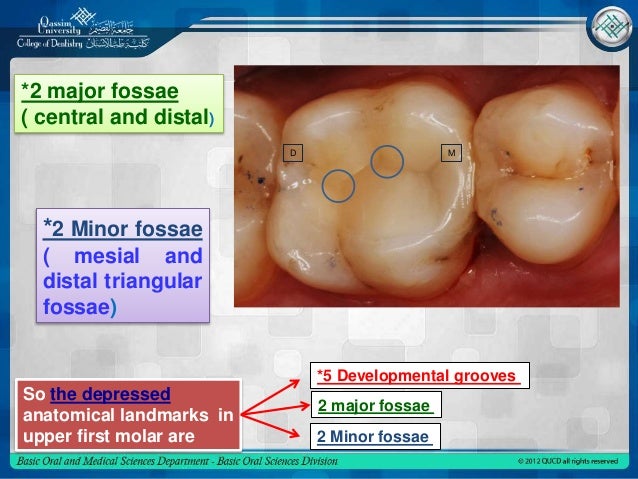 Max. first molar 2020