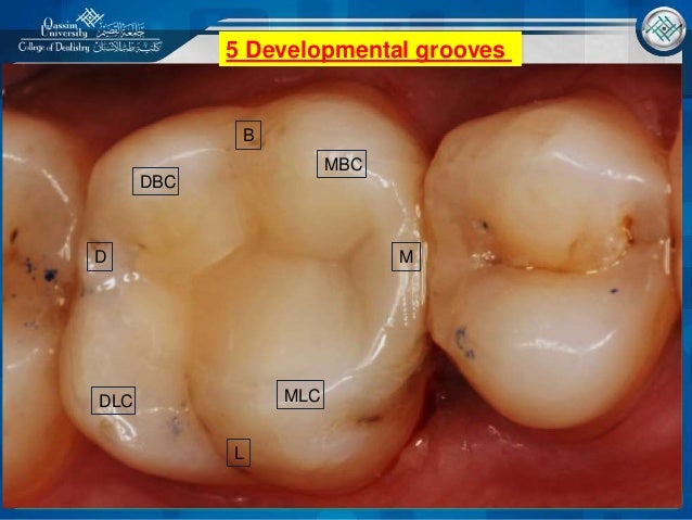 Max. first molar 2020