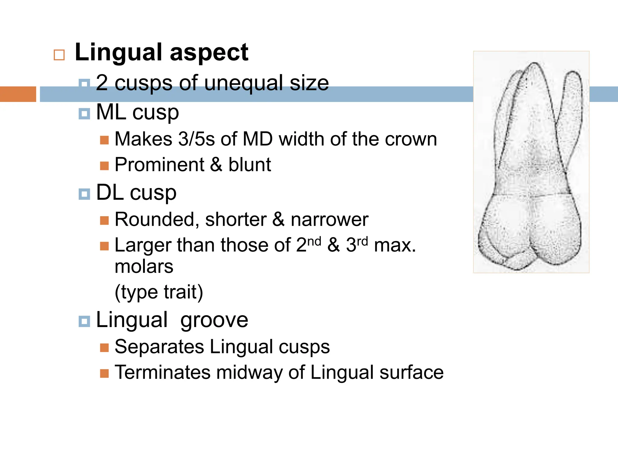 Permanent Maxillary First Molar of Oral Cavity | PPT