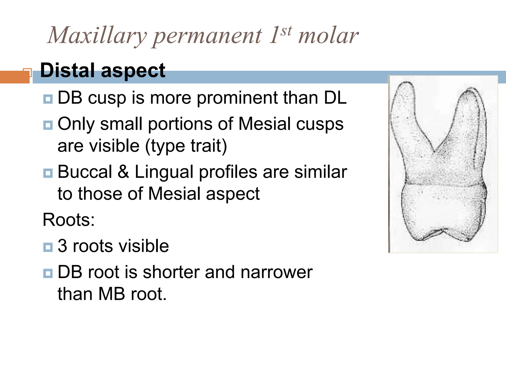 Permanent Maxillary First Molar of Oral Cavity | PPT