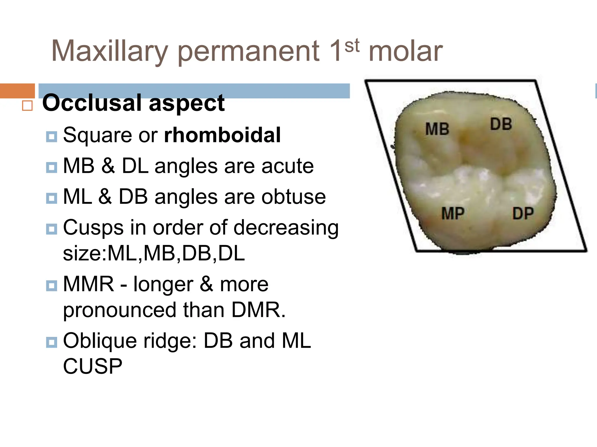 Permanent Maxillary First Molar of Oral Cavity | PPT