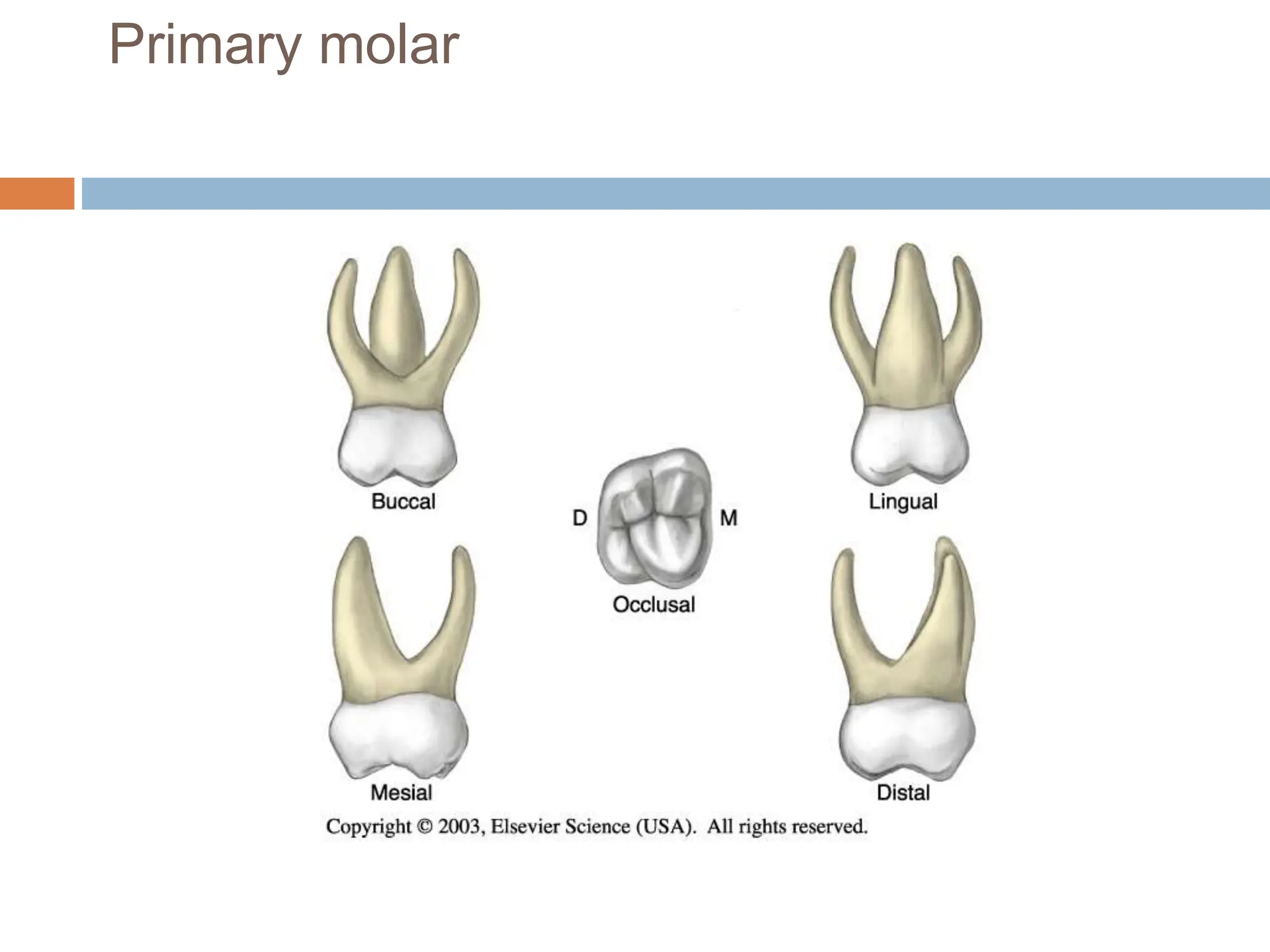 Permanent Maxillary First Molar of Oral Cavity | PPT
