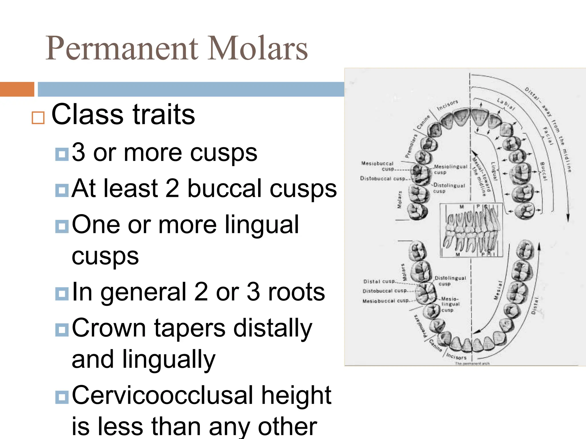 Permanent Maxillary First Molar of Oral Cavity | PPT
