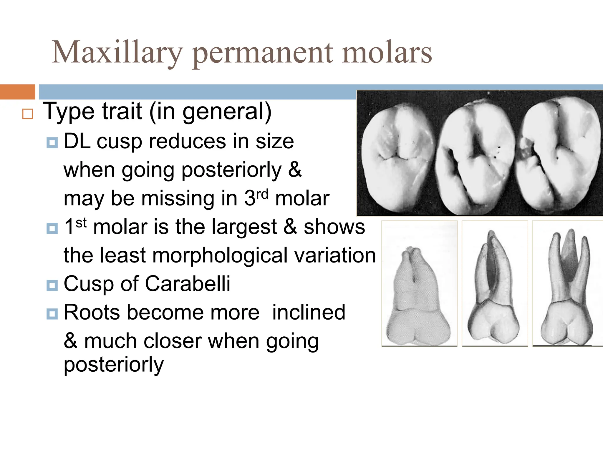 Permanent Maxillary First Molar of Oral Cavity | PPT