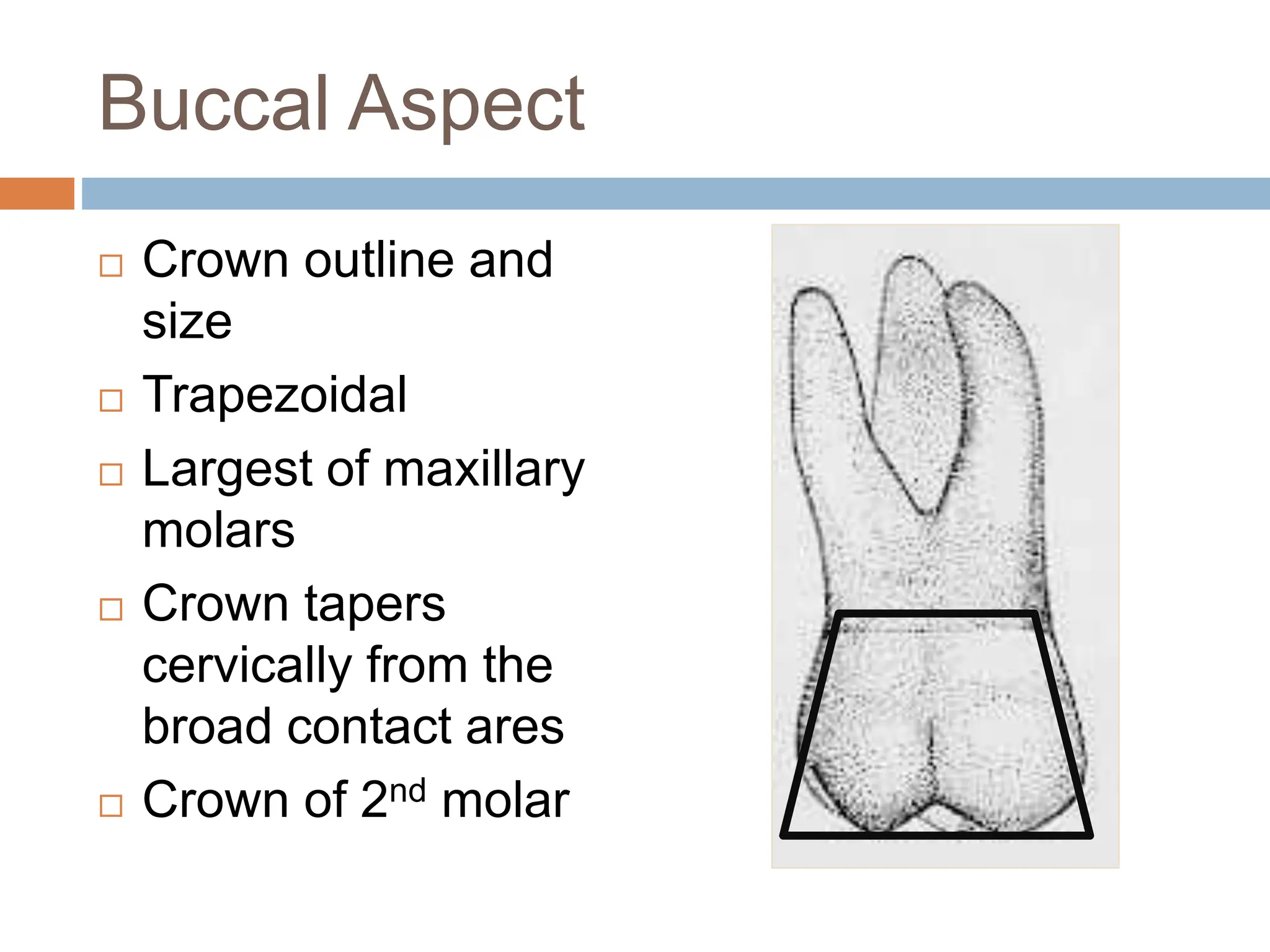 Permanent Maxillary First Molar of Oral Cavity | PPT