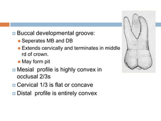 Permanent Maxillary First Molar of Oral Cavity | PPT