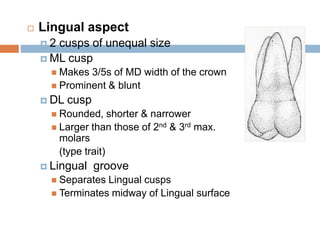 Permanent Maxillary First Molar of Oral Cavity | PPT