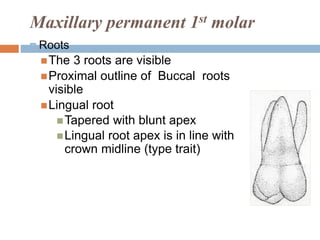 Permanent Maxillary First Molar of Oral Cavity | PPT