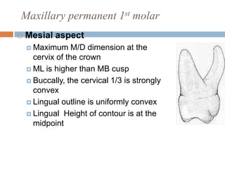 Permanent Maxillary First Molar of Oral Cavity | PPT