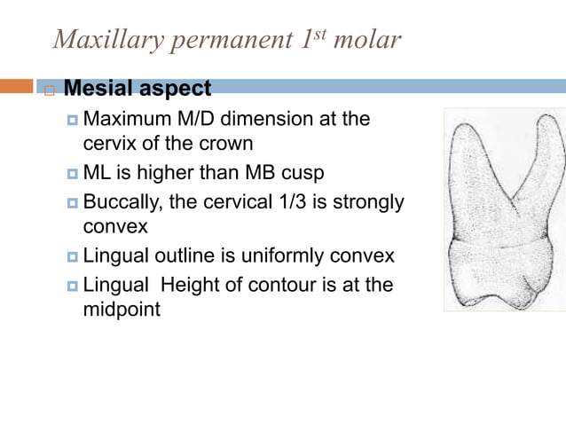 Permanent Maxillary First Molar of Oral Cavity | PPT