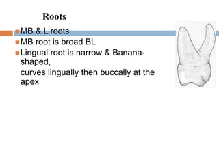 Permanent Maxillary First Molar of Oral Cavity | PPT