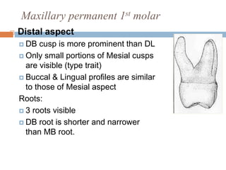 Permanent Maxillary First Molar of Oral Cavity | PPT