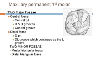 Permanent Maxillary First Molar of Oral Cavity | PPT
