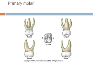 Permanent Maxillary First Molar of Oral Cavity | PPT