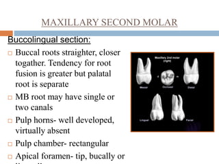 Permanent Maxillary First Molar of Oral Cavity | PPT