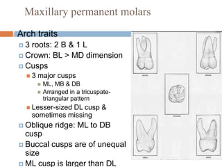 Permanent Maxillary First Molar of Oral Cavity | PPT