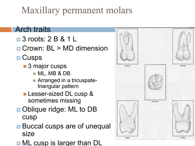 Permanent Maxillary First Molar of Oral Cavity | PPT