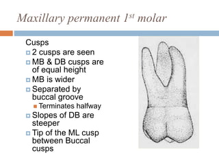 Permanent Maxillary First Molar of Oral Cavity | PPT