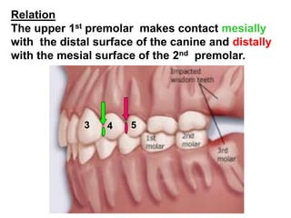 Max. first Premolars Lecture , Dental Anatomy | PPT