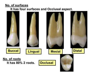 Max. first Premolars Lecture , Dental Anatomy | PPT