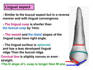 Max. first Premolars Lecture , Dental Anatomy | PPT