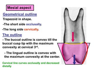 Max. first Premolars Lecture , Dental Anatomy | PPT