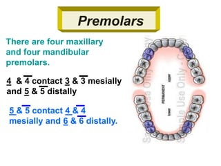 Max. first Premolars Lecture , Dental Anatomy | PPT