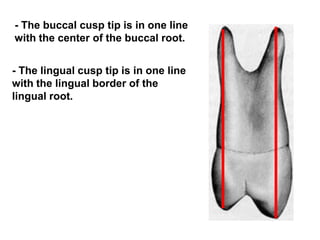 Max. first Premolars Lecture , Dental Anatomy | PPT