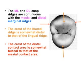 Max. first Premolars Lecture , Dental Anatomy | PPT