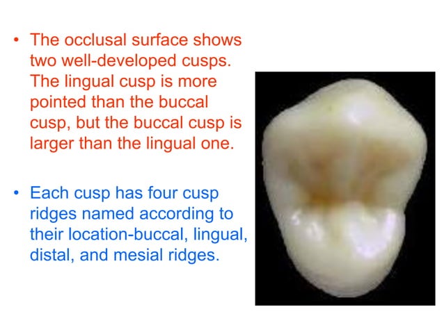 Max. first Premolars Lecture , Dental Anatomy | PPT