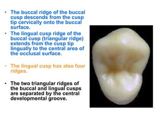 Max. first Premolars Lecture , Dental Anatomy | PPT