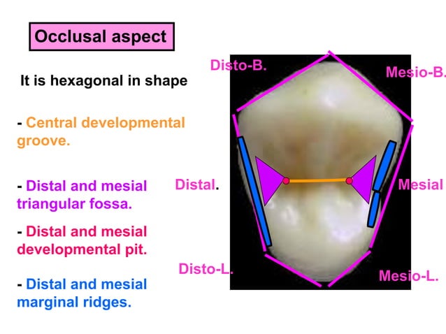 Max. first Premolars Lecture , Dental Anatomy | PPT