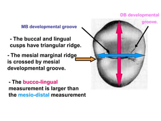 Max. first Premolars Lecture , Dental Anatomy | PPT