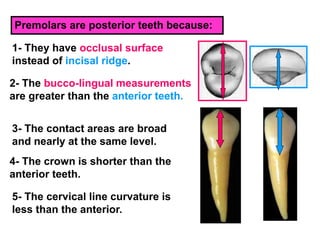 Max. first Premolars Lecture , Dental Anatomy | PPT