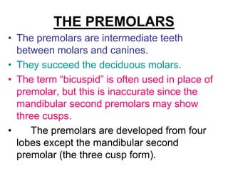 Max. first Premolars Lecture , Dental Anatomy | PPT