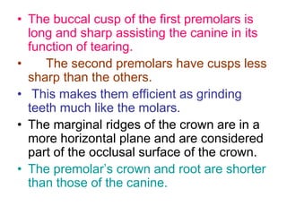 Max. first Premolars Lecture , Dental Anatomy | PPT