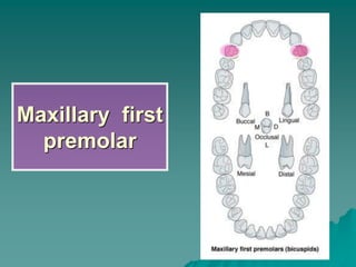 Max. first Premolars Lecture , Dental Anatomy | PPT