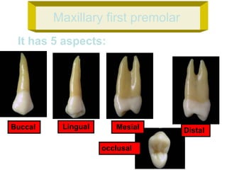 Max. first Premolars Lecture , Dental Anatomy | PPT