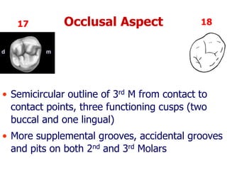 Max 2nd & 3rd molars.ppt