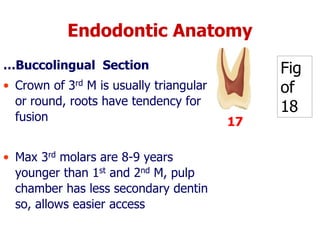 Max 2nd & 3rd molars.ppt