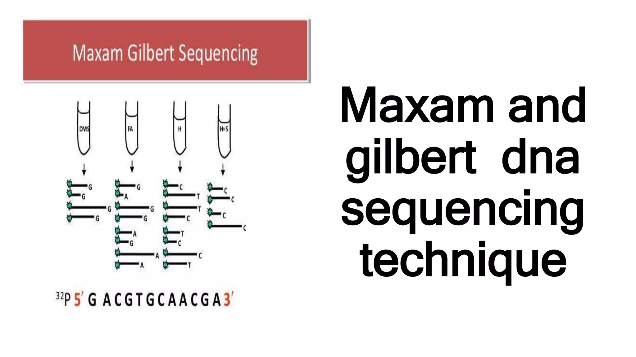 Maxam and gilbert dna sequencing. | PPTX