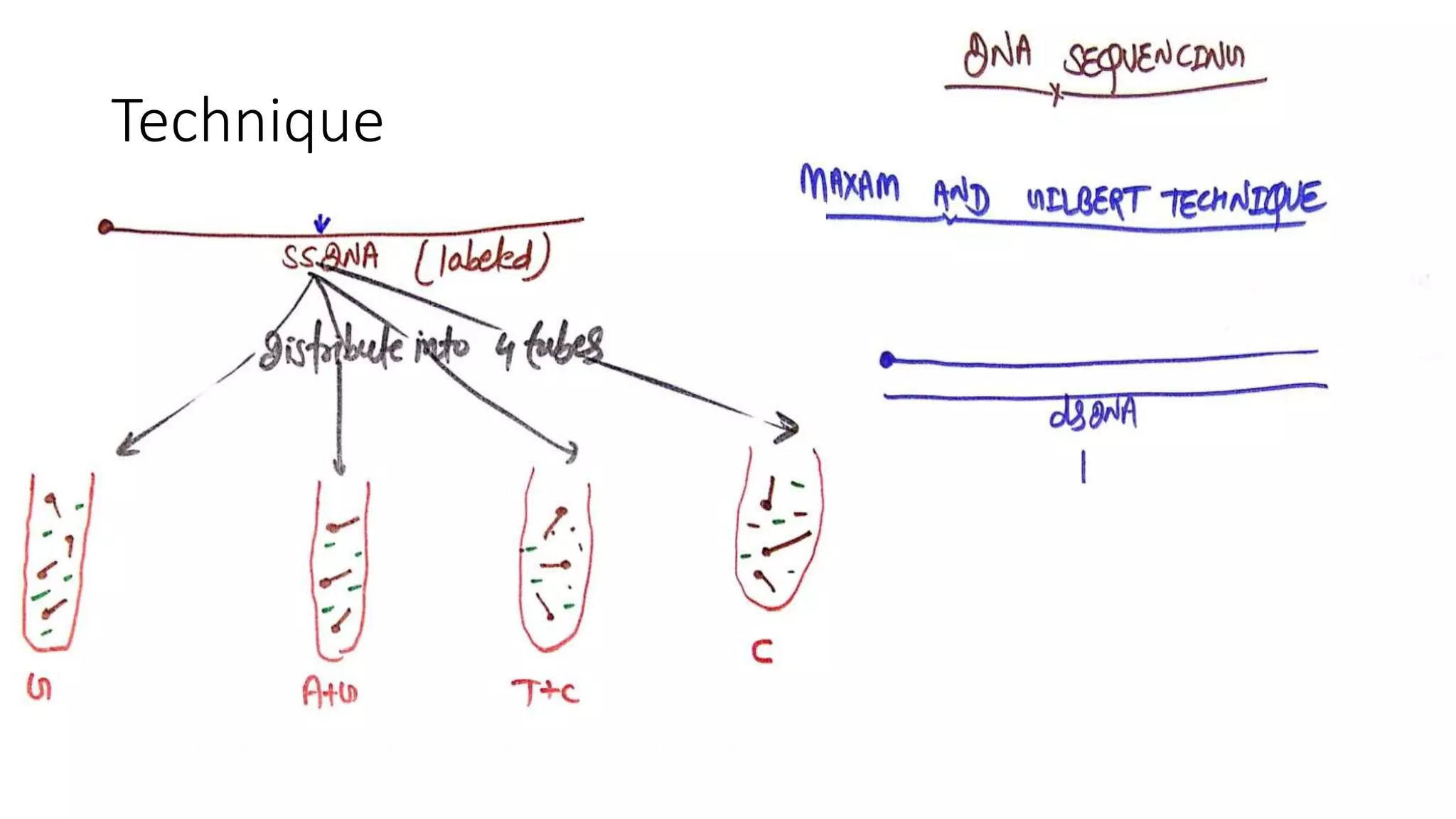 Maxam and gilbert dna sequencing. | PPTX