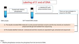 Maxam gilbert method for DNA Sequencing | PPTX