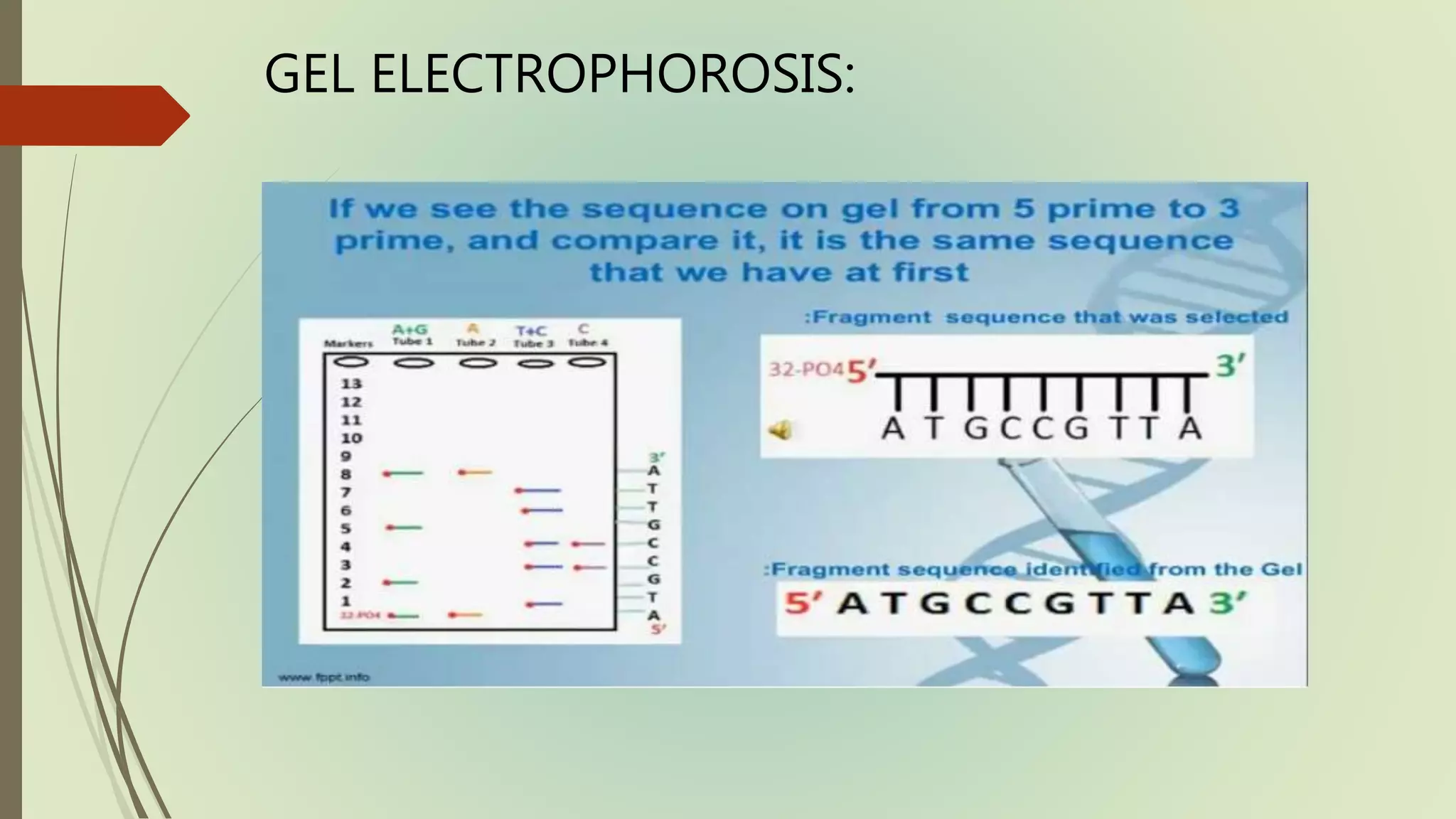 Maxam gilbert sequencing method | PPTX Maxam gilbert sequencing method | PPTX