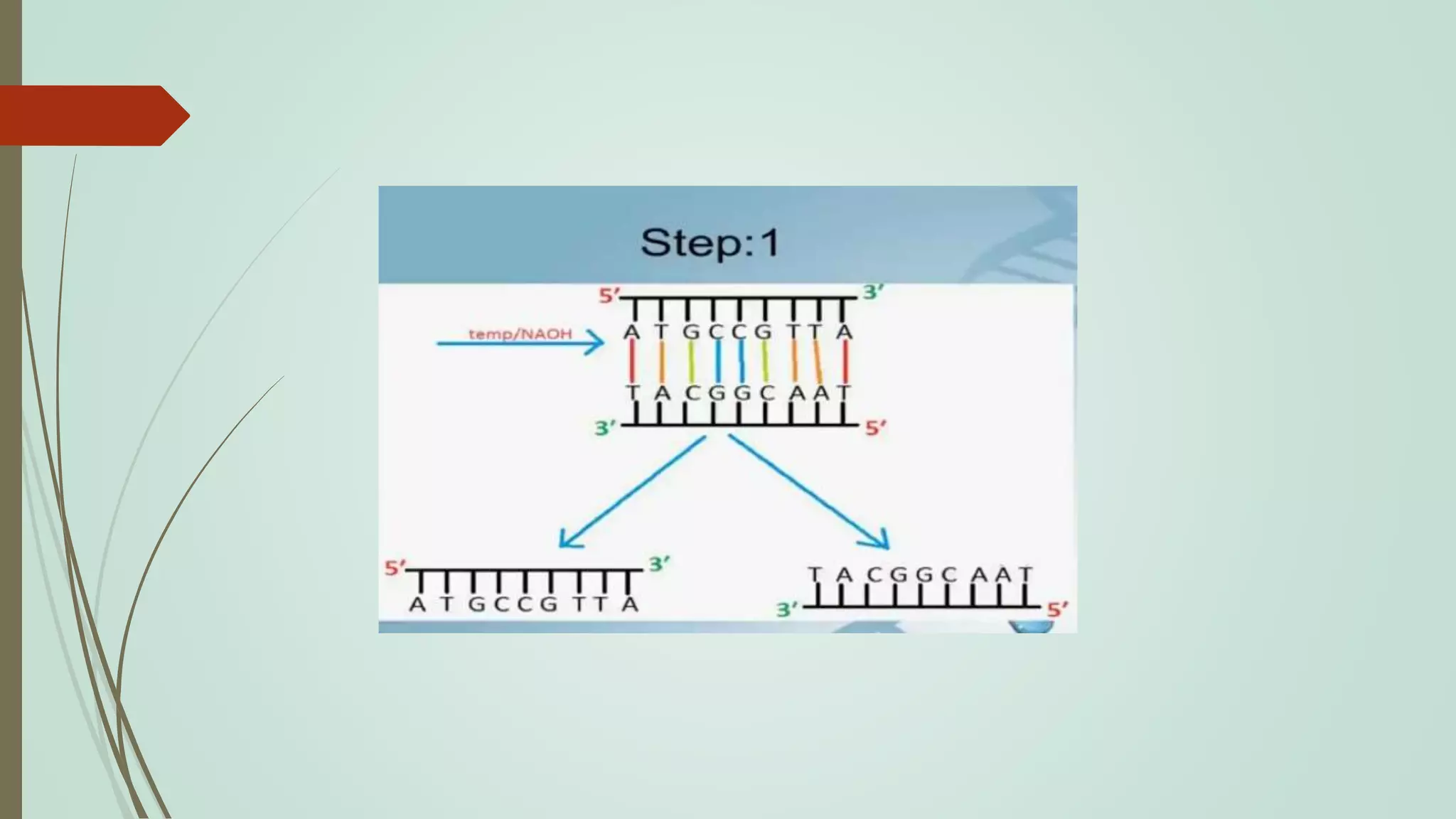 Maxam gilbert sequencing method | PPTX