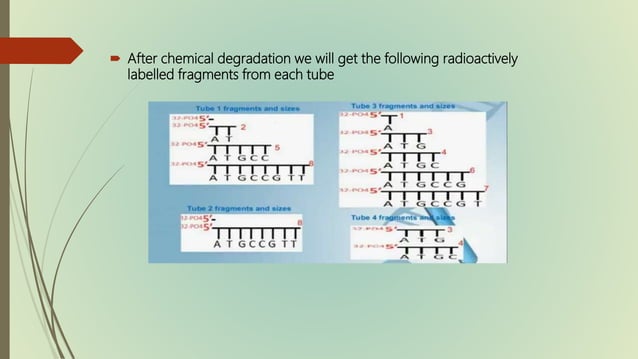 Maxam gilbert sequencing method | PPTX